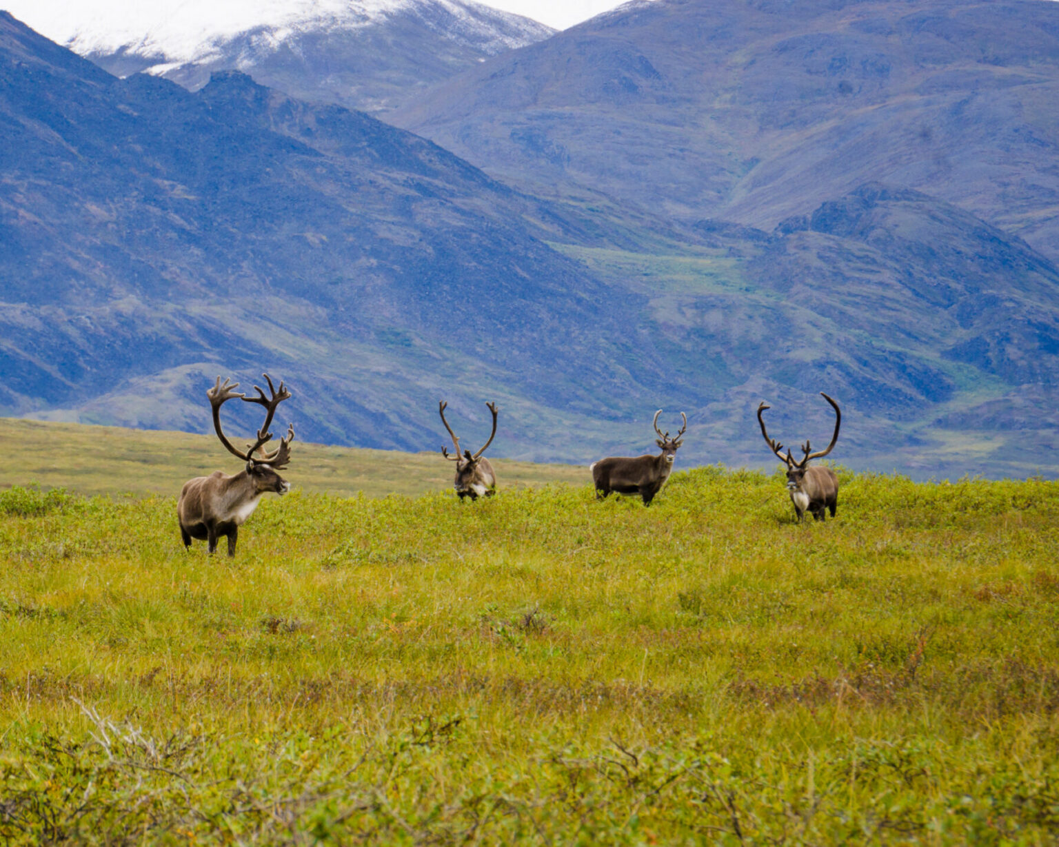 Hunters & Anglers for the Brooks Range