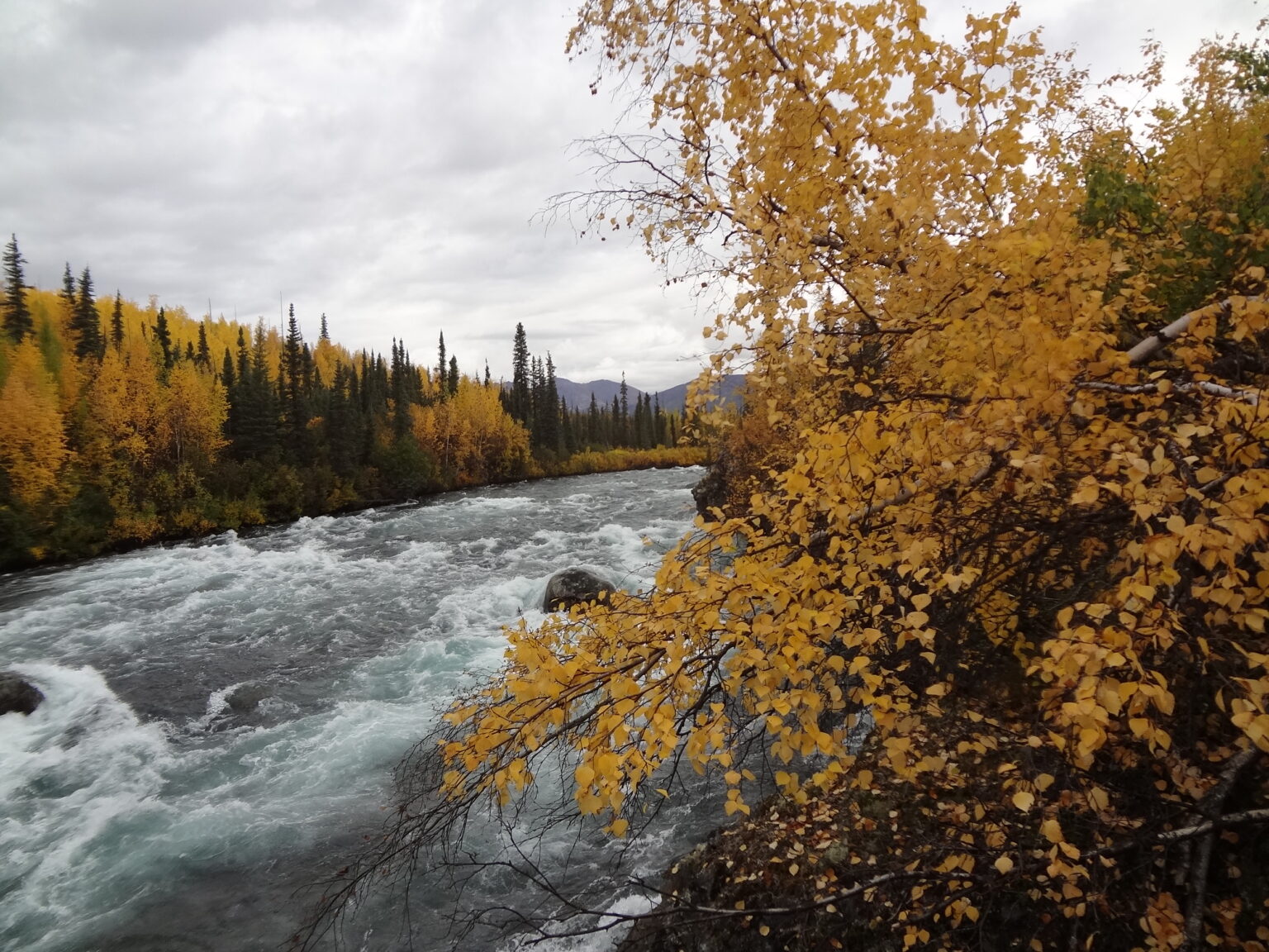 Brooks Range Voices: Tom Phillips - Hunters & Anglers for the Brooks Range